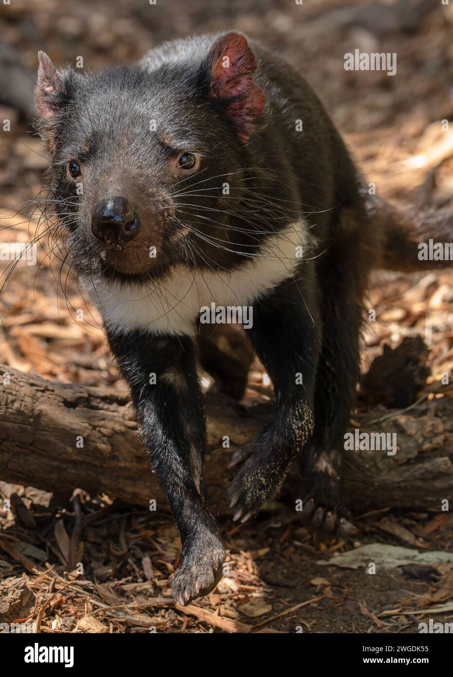Running with the devil cover hi-res stock photography and images - Alamy
