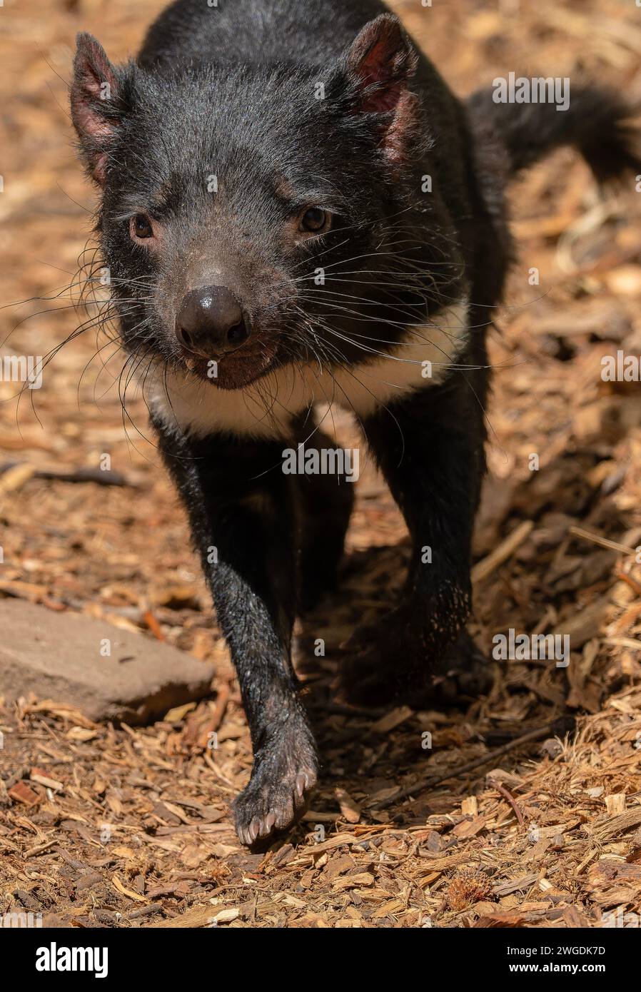 Palawa kani hi-res stock photography and images - Alamy