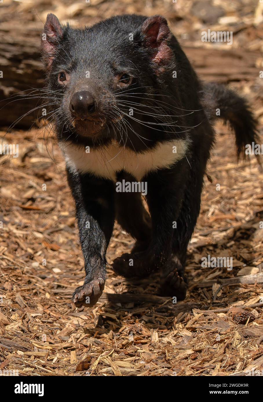 Tasmanian devil, Sarcophilus harrisii, hunting. Tasmania Stock Photo ...