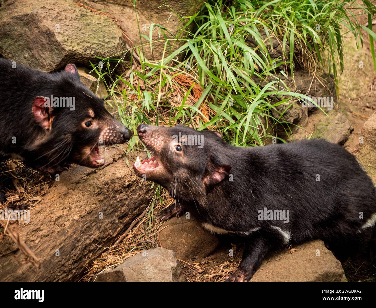 Tasmanian devil sisters fighting over food Stock Photo - Alamy