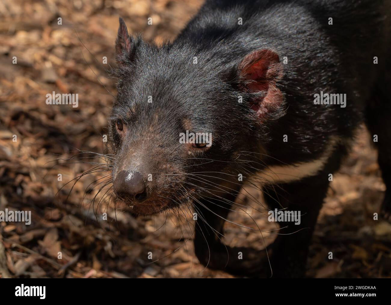 Tasmanian devil, Sarcophilus harrisii, hunting. Tasmania Stock Photo ...
