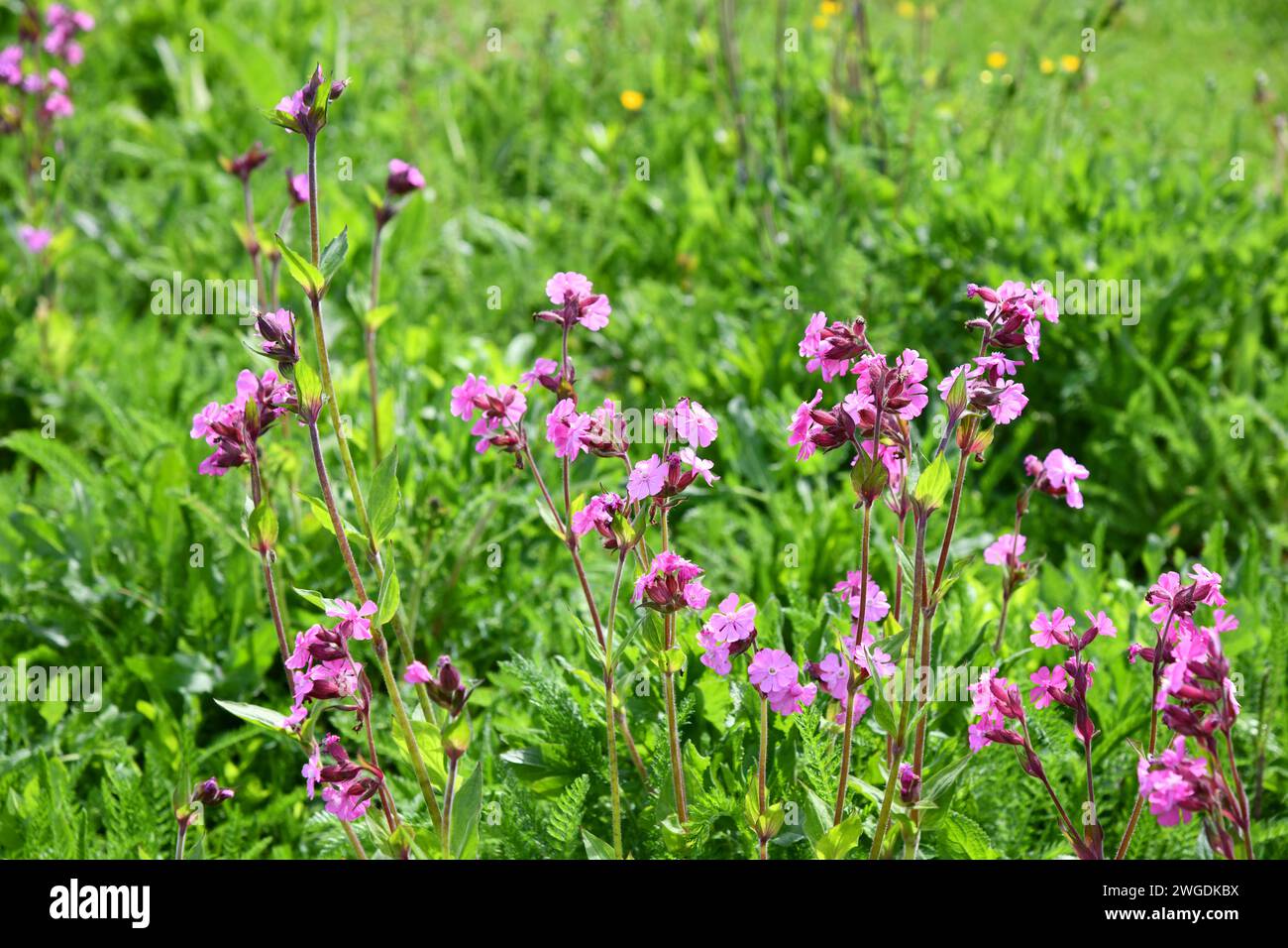 nodding catchfly in the tall grass Stock Photo - Alamy