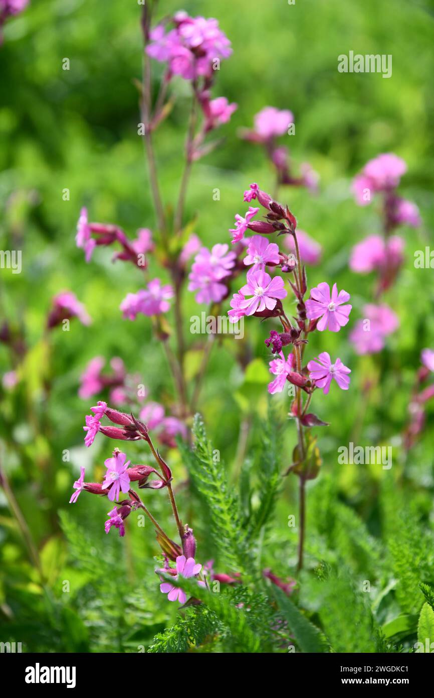 Tall grasses edge field hi-res stock photography and images - Alamy