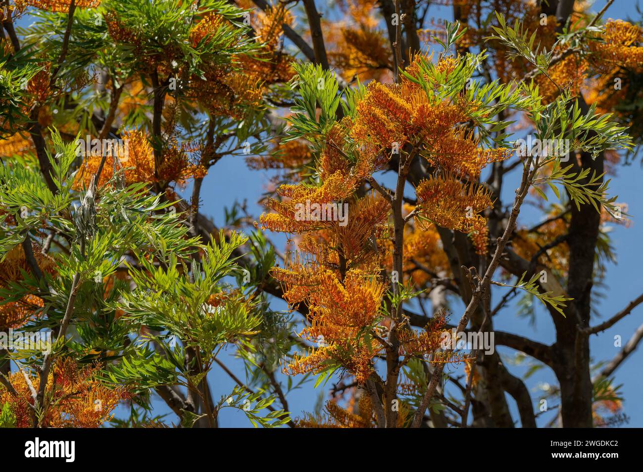 Southern silky oak, Grevillea robusta, in flower in summer, east coast ...