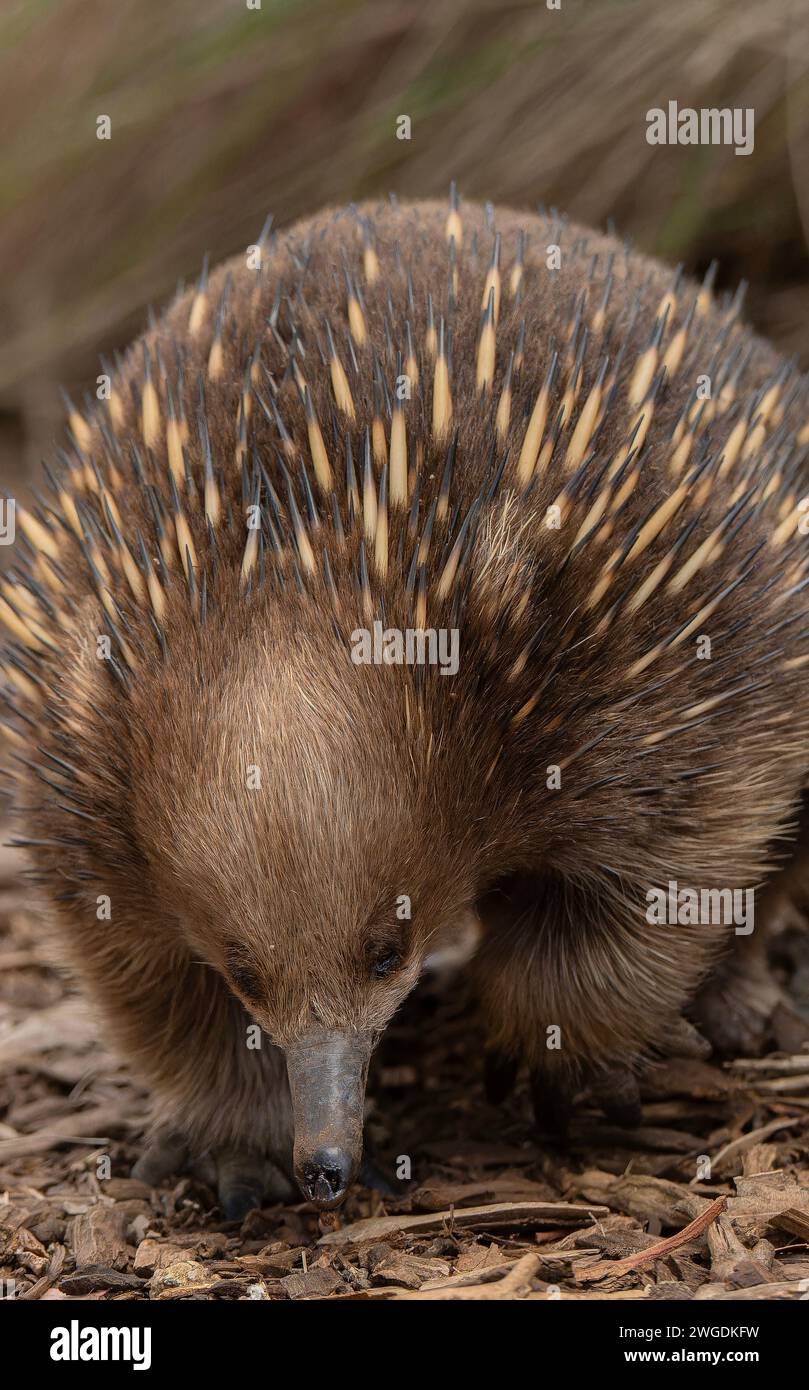 Tasmanian short-beaked echidna, Tachyglossus aculeatus setosus, feeding ...