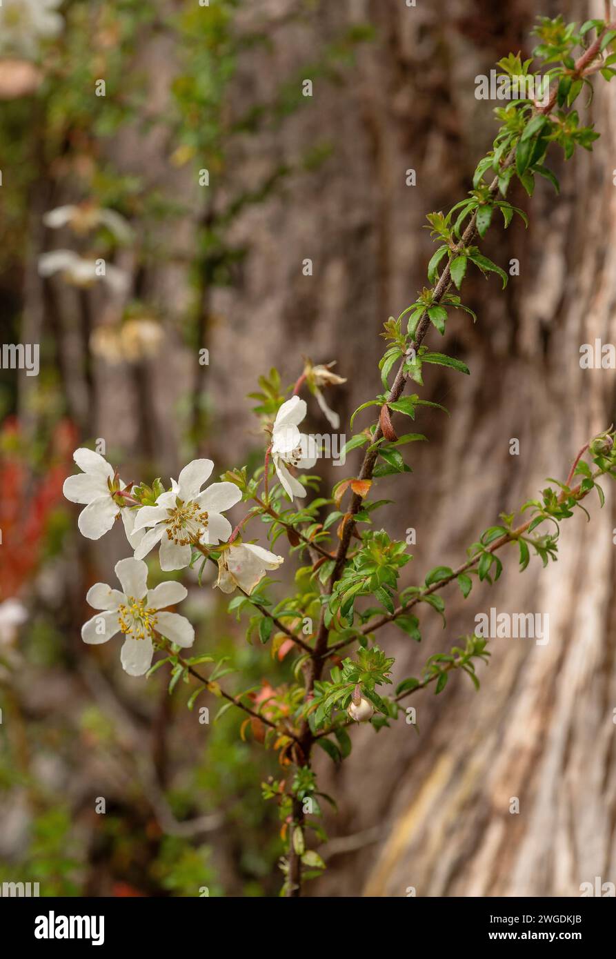 Wiry hi-res stock photography and images - Alamy