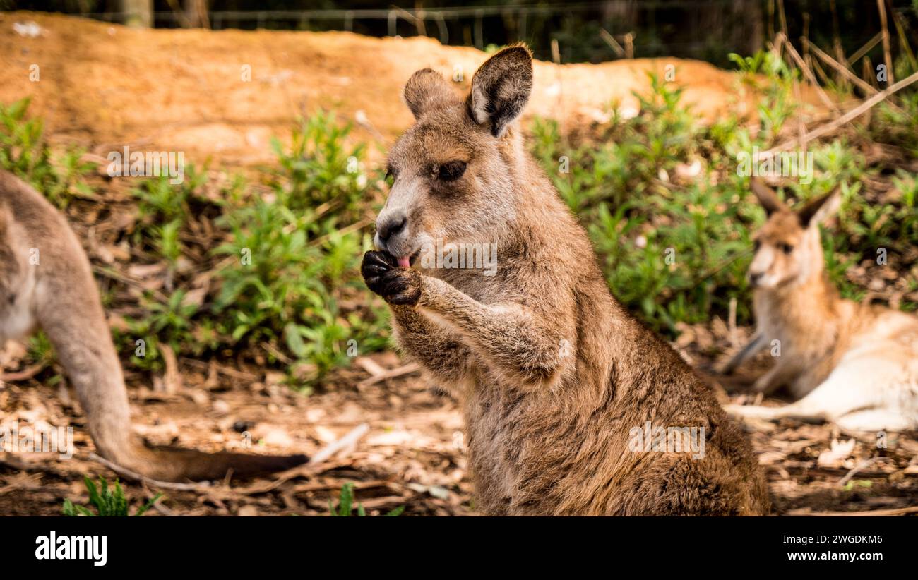 Small Tasmanian kangaroo with others in background Stock Photo - Alamy