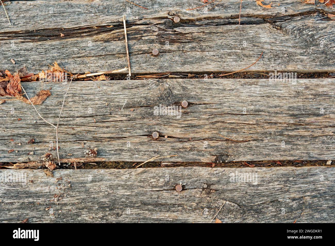 Rotting weathered planks or boards on a wooden bridge with natural ...
