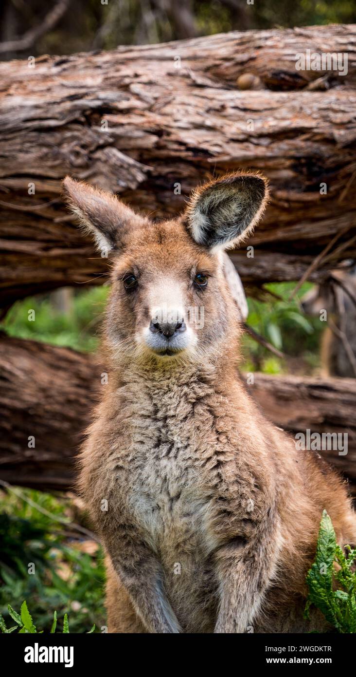 Small Tasmanian kangaroo with silly expression Stock Photo - Alamy
