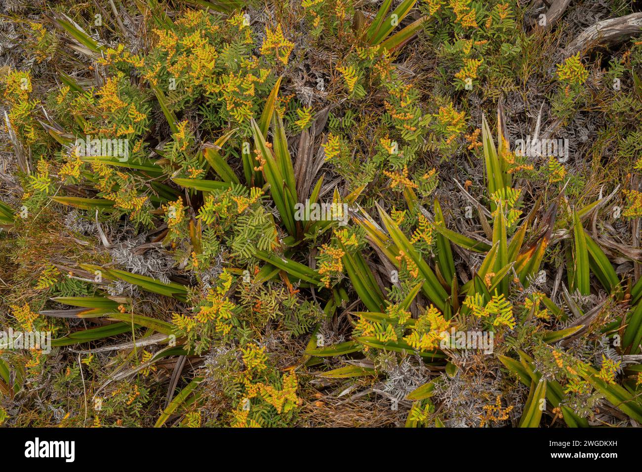 Pteridophytes hi-res stock photography and images - Alamy