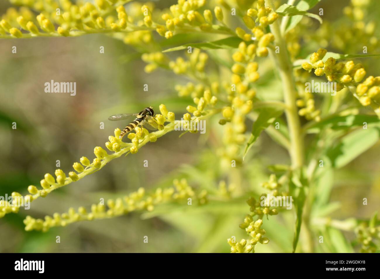 A hoverfly with a yellow striped abdomen lands on yellow flowers of ...