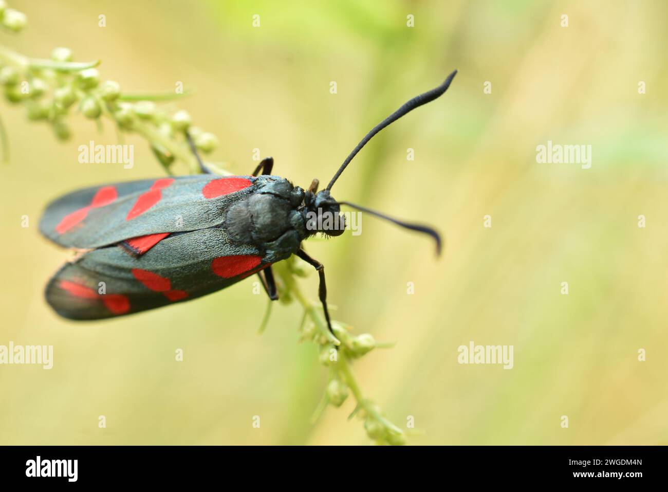 Black moth with red spots hi-res stock photography and images - Alamy
