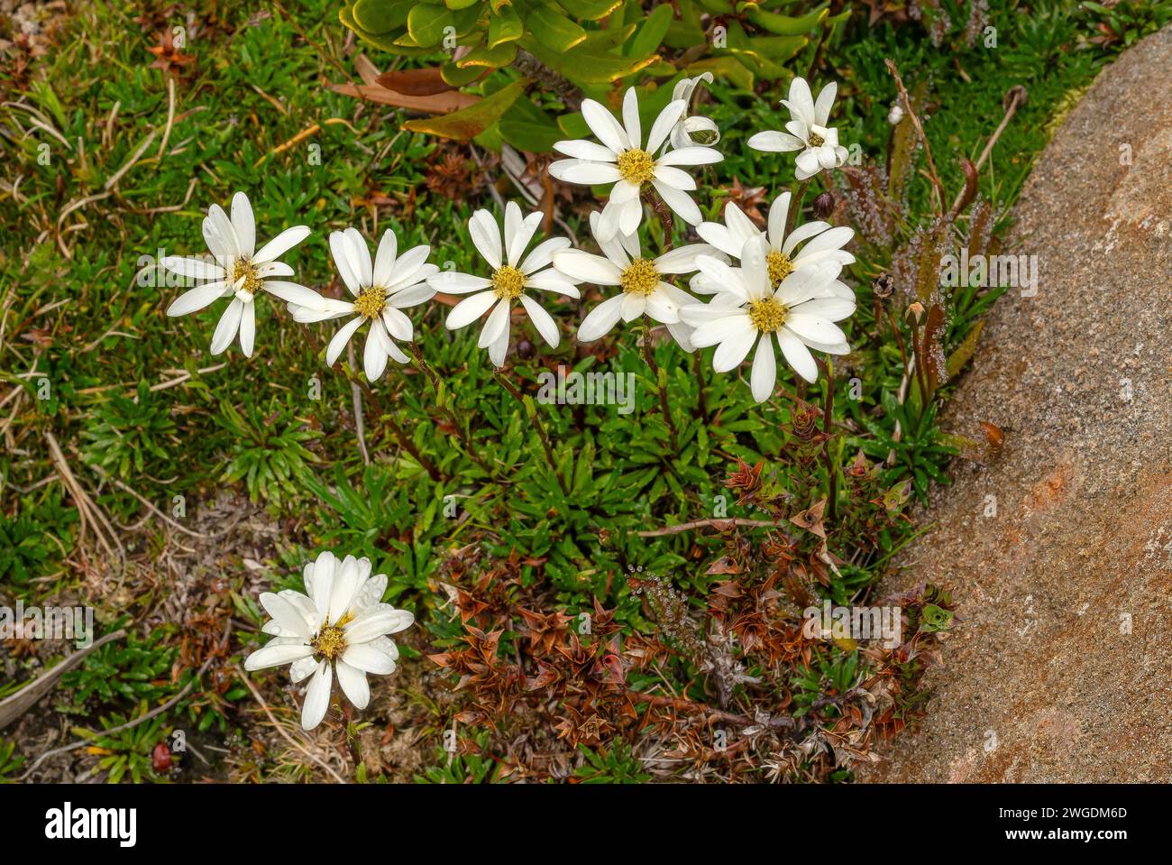 Celmisia saxifraga hi-res stock photography and images - Alamy
