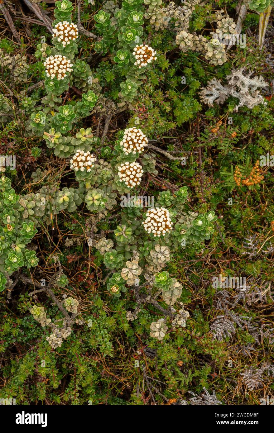 Mountain Everlastingbush, Ozothamnus ledifolius, in flower on Hartz ...