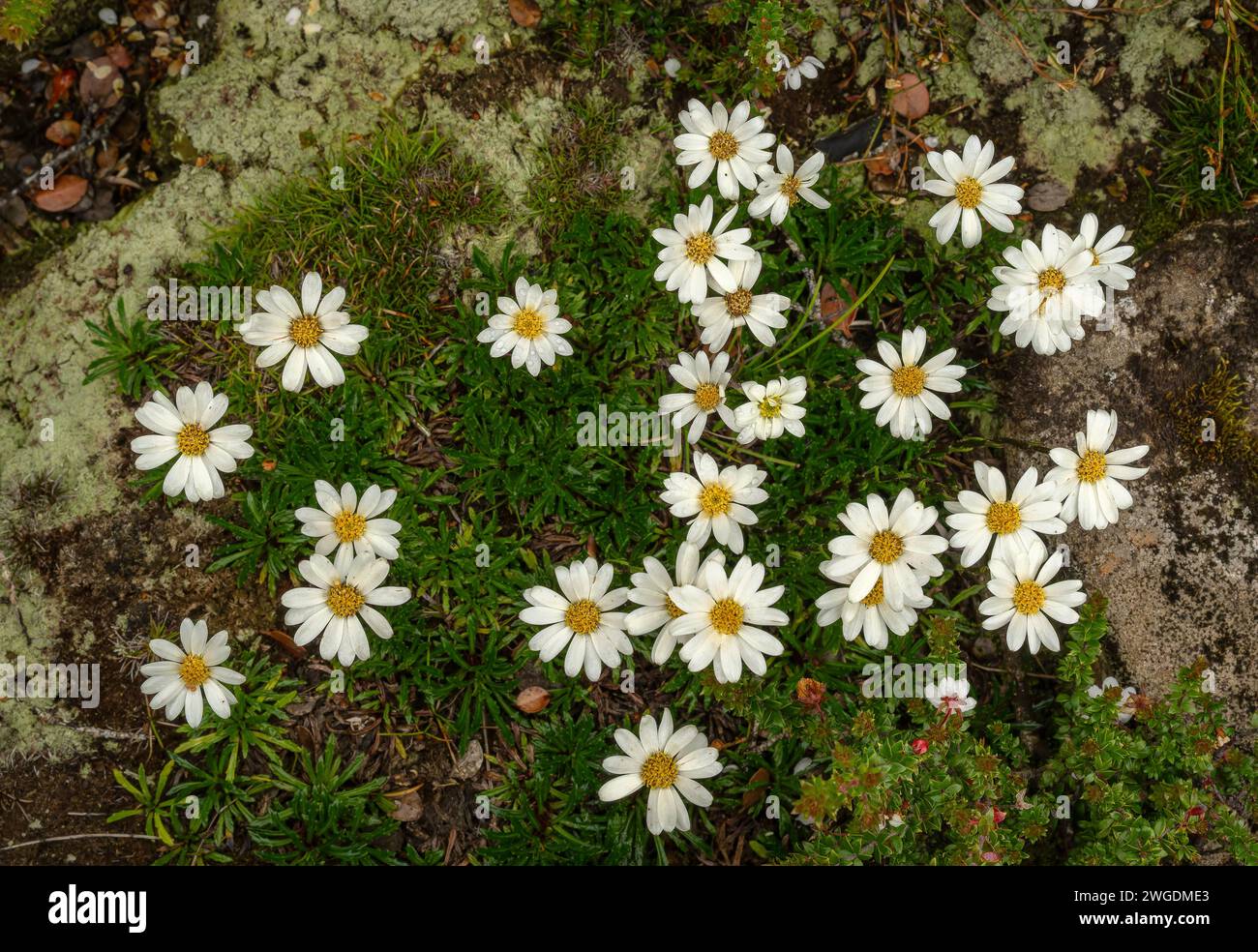 Celmisia saxifraga hi-res stock photography and images - Alamy