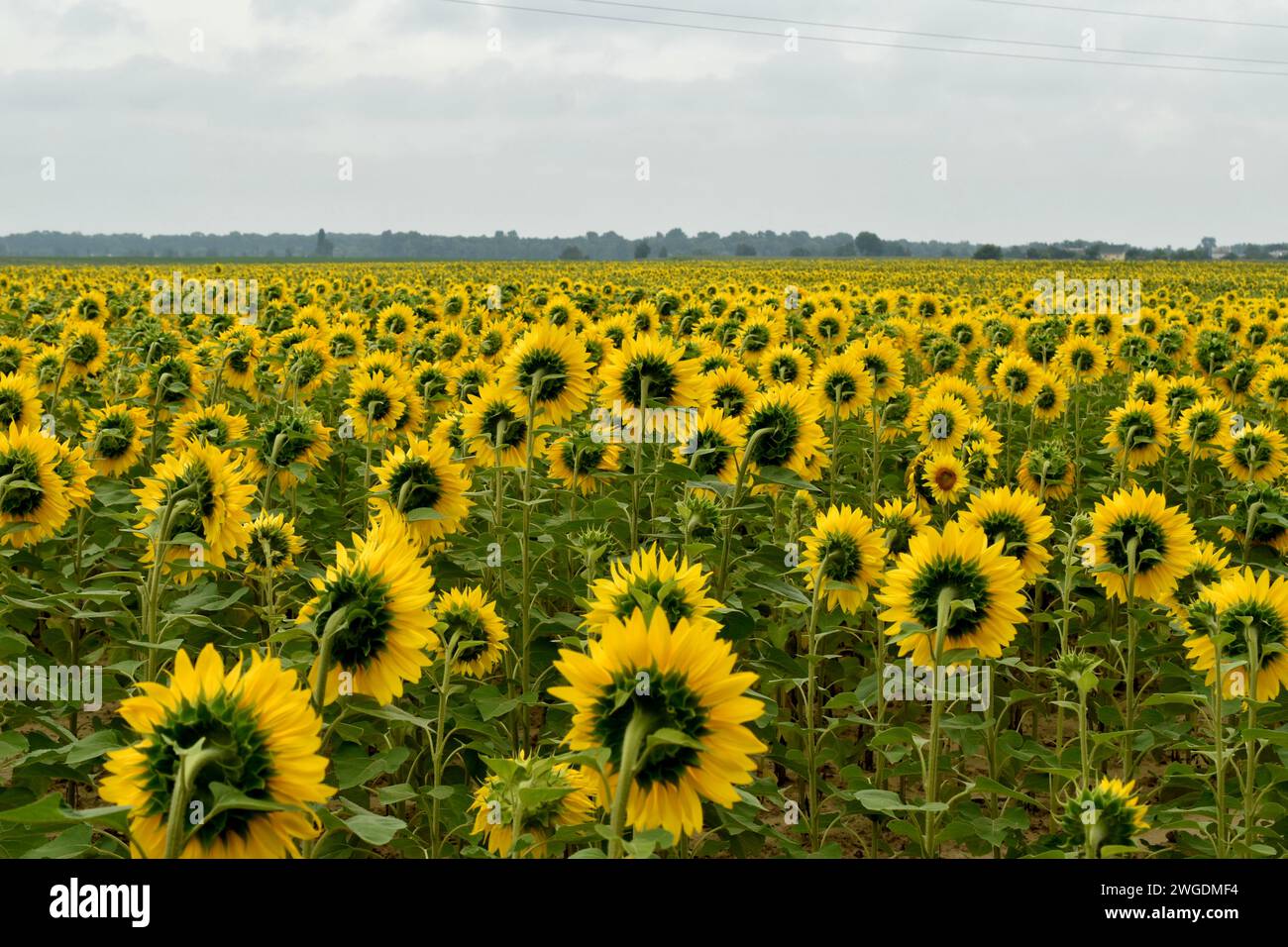 Endless growth hi-res stock photography and images - Alamy