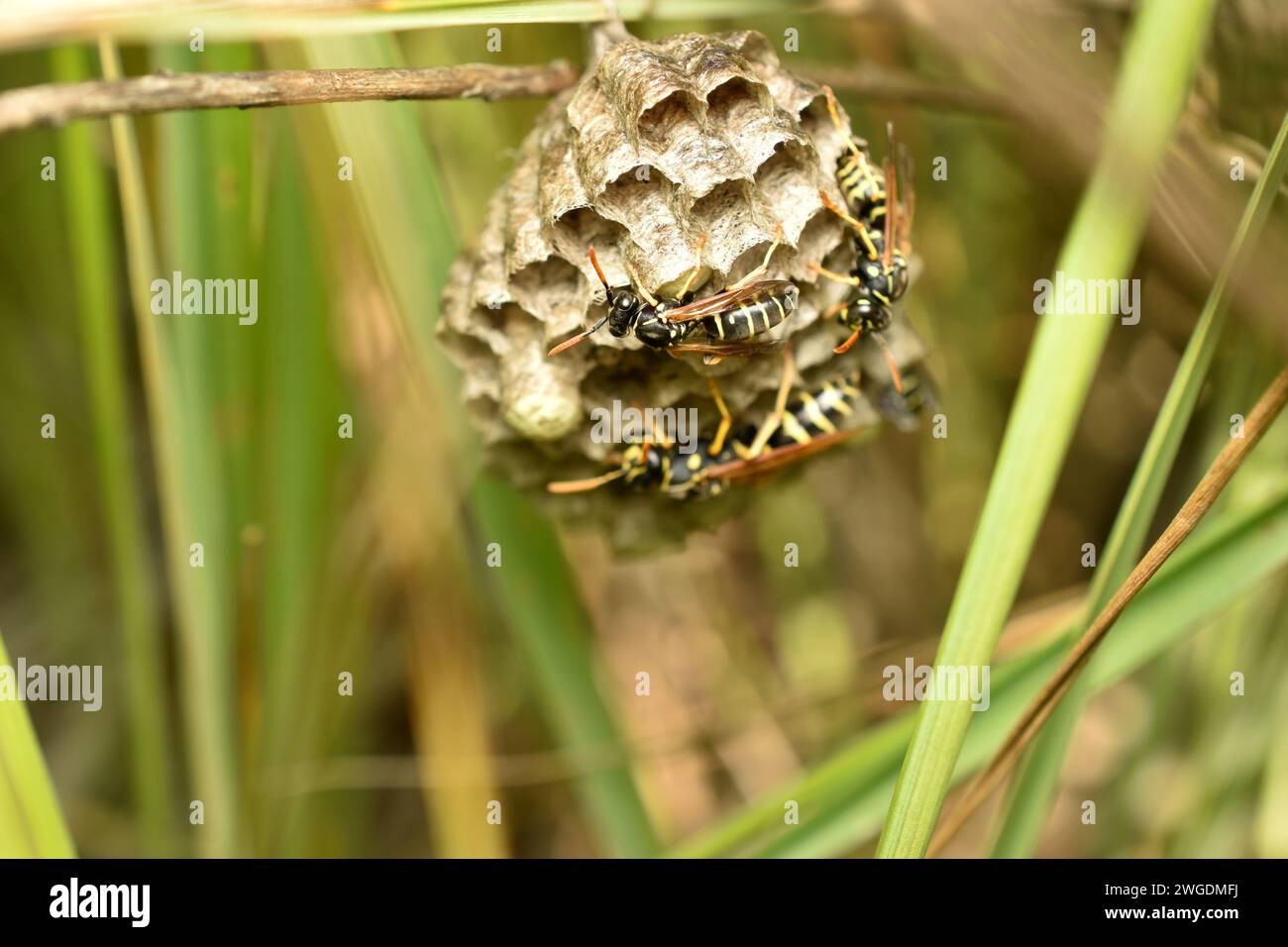 A wasp nest with wasps and larvae hanging on the grass stems Stock ...