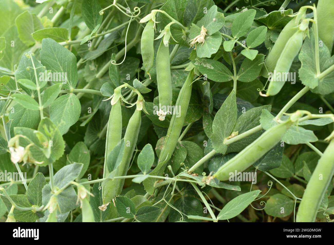Bean bushes hi-res stock photography and images - Alamy