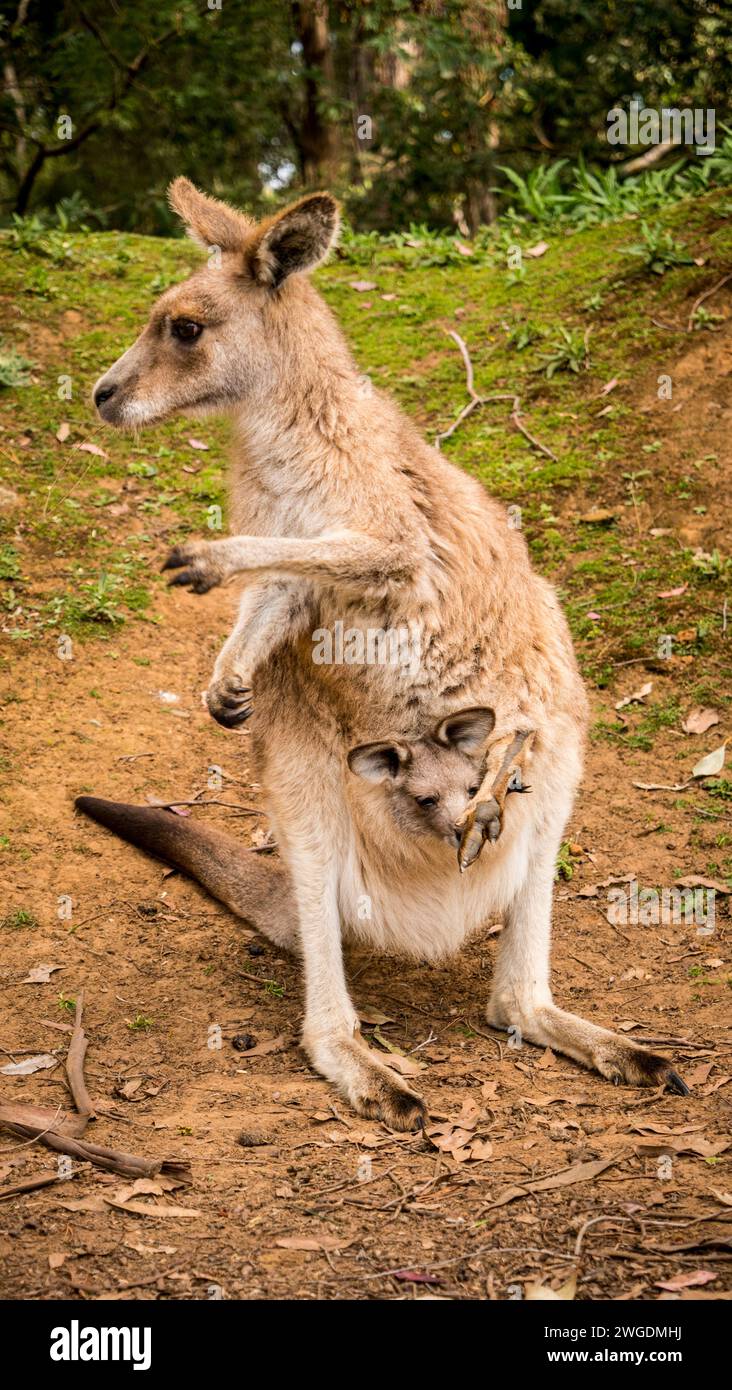 Joey in mother kangaroo's pouch Stock Photo - Alamy