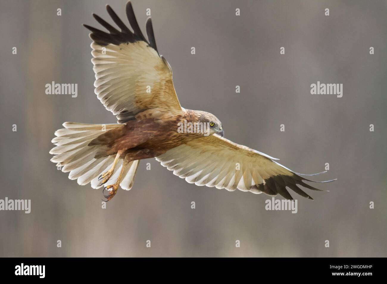 Flying Birds of prey Marsh harrier Circus aeruginosus, hunting time ...