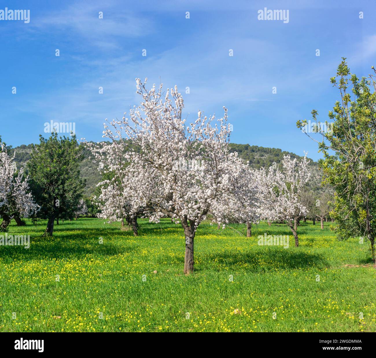 Serene Orchard in Bloom: Almond Trees Amidst a Sea of Spring ...