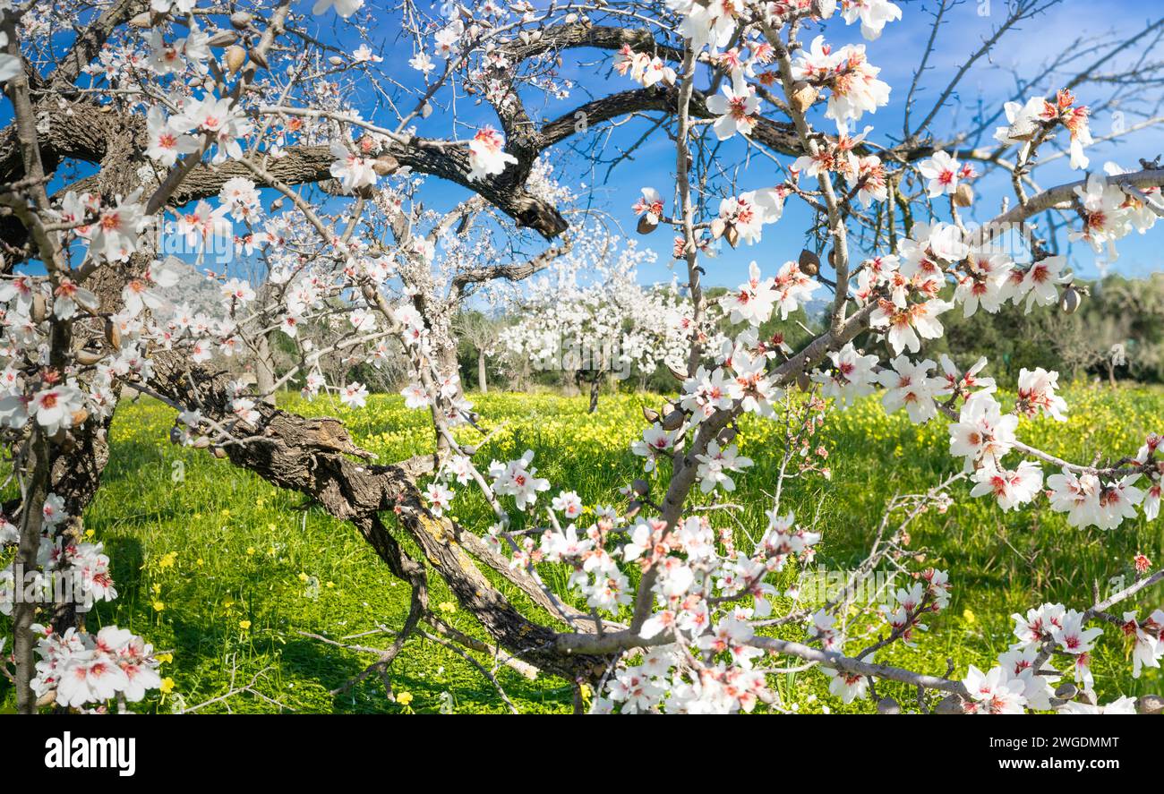 Almond orchard wildflower spring hi-res stock photography and images ...