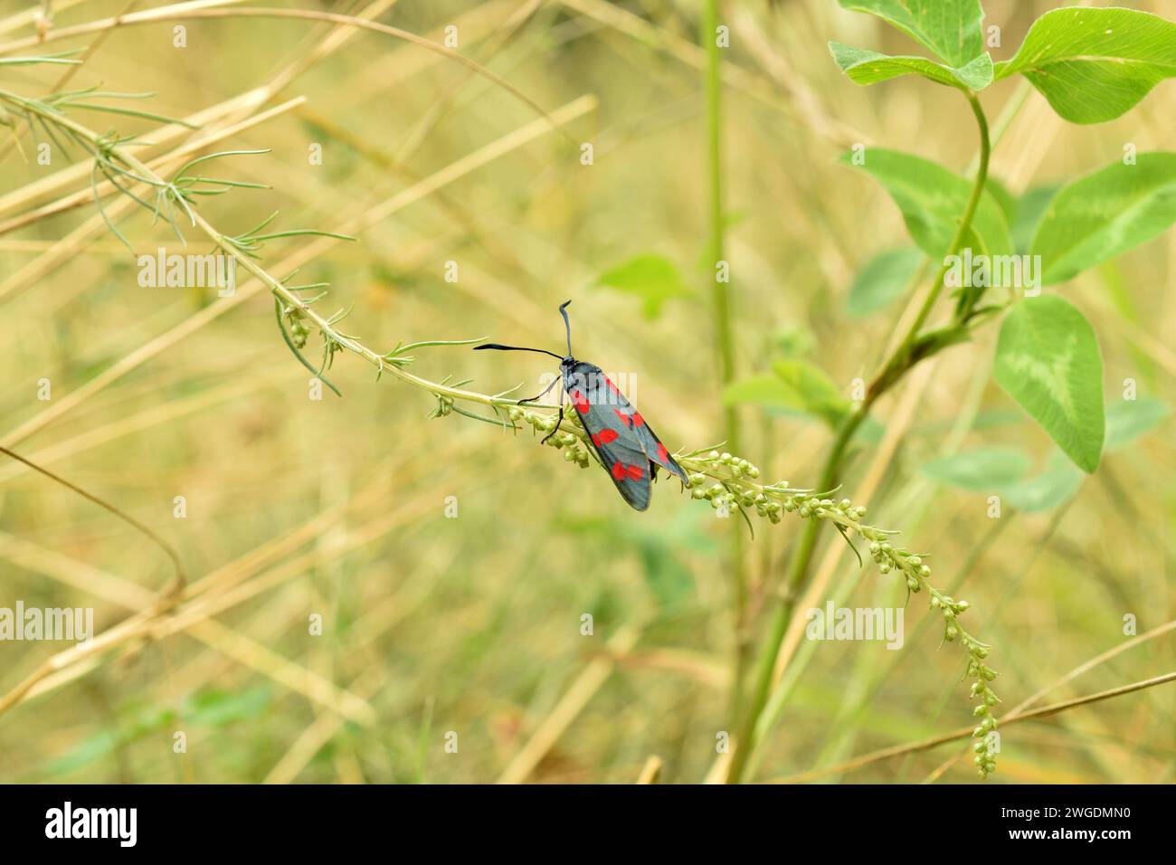 A black butterfly with red spots called a moth sits on a grass stem ...
