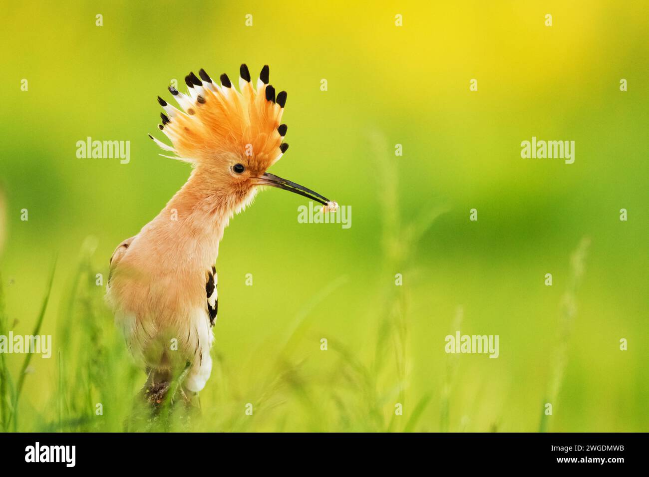 Hoopoe bird hi-res stock photography and images - Alamy