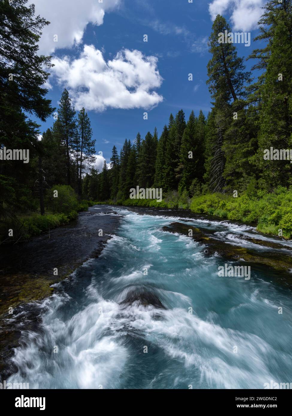 Summer flow of the Metolius River, central Oregon Stock Photo - Alamy