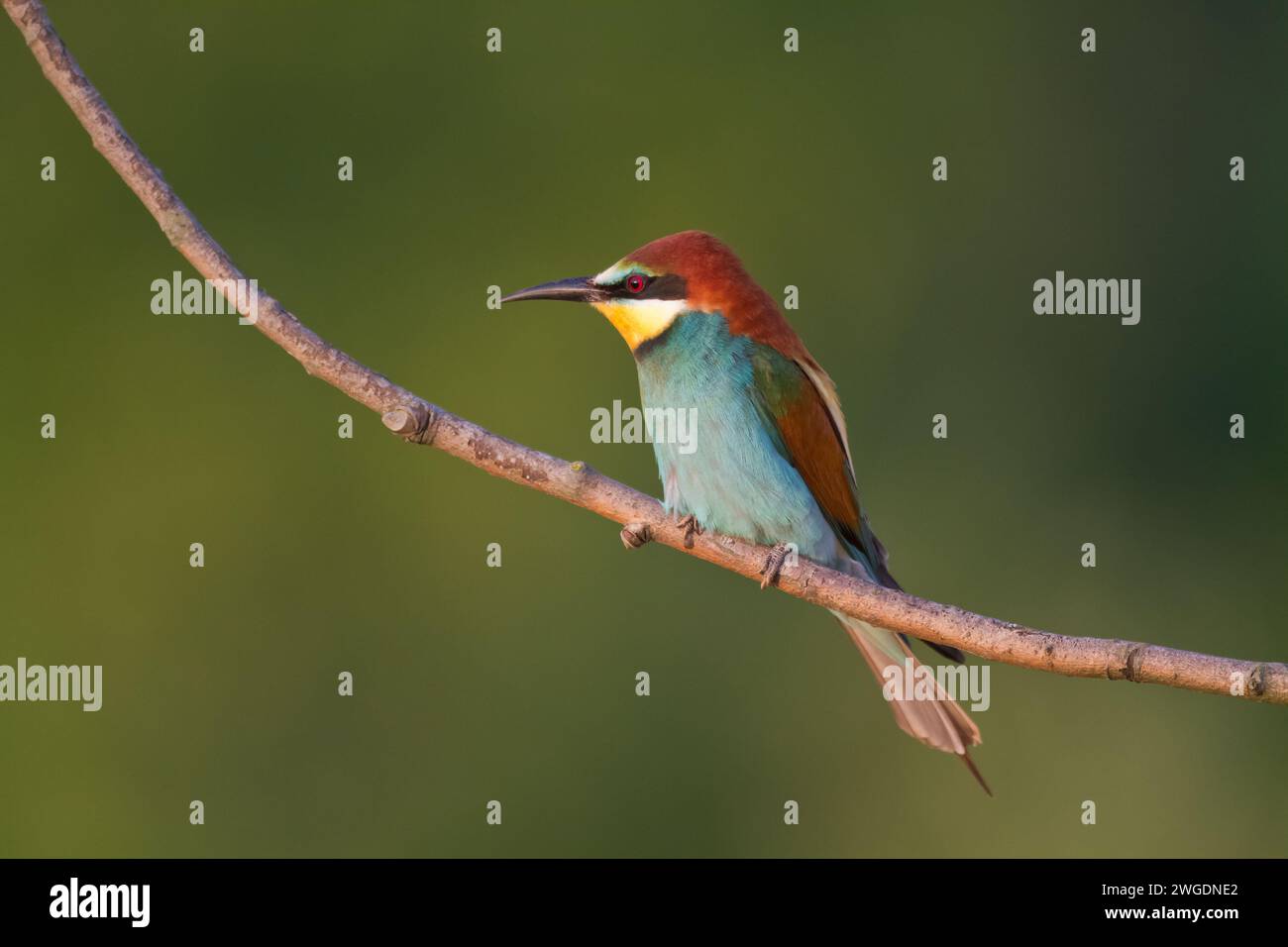 European Bee-Eater (Merops apiaster) perched on Branch near Breeding ...
