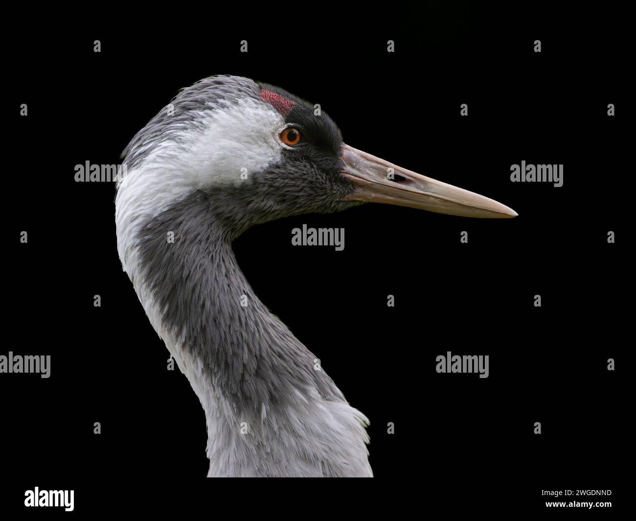 Curved crane hi-res stock photography and images - Alamy