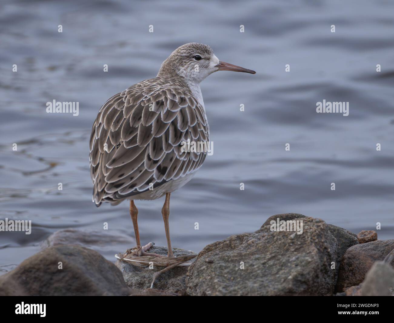 Ruff yellow hi-res stock photography and images - Alamy