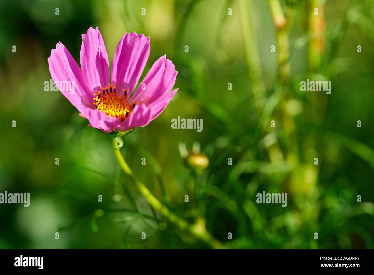 Pink Cosmos Flower Opening Stock Photo - Alamy