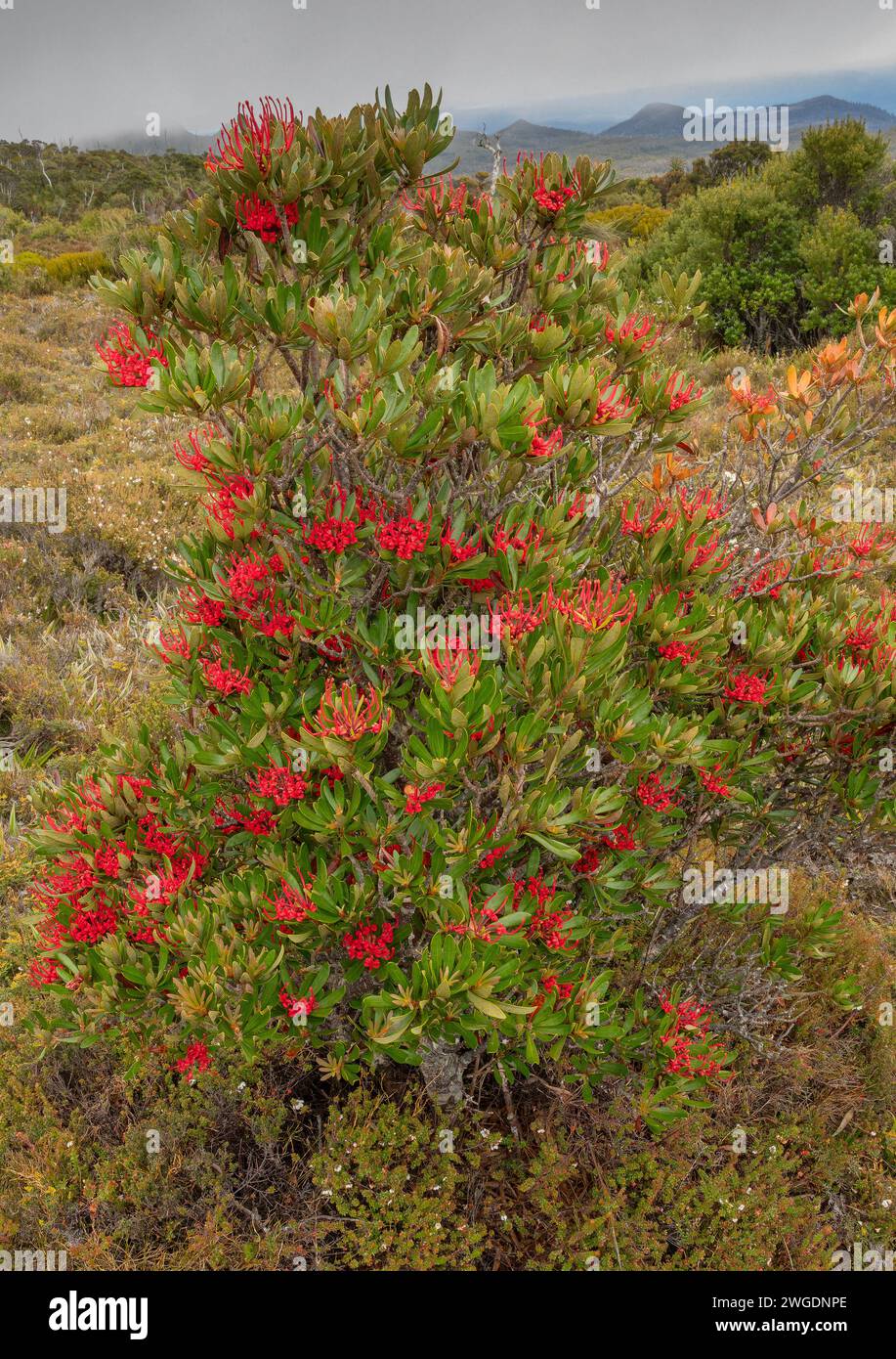 Tasmanian waratah, Telopea truncata, in flower on Hartz Peak in the ...