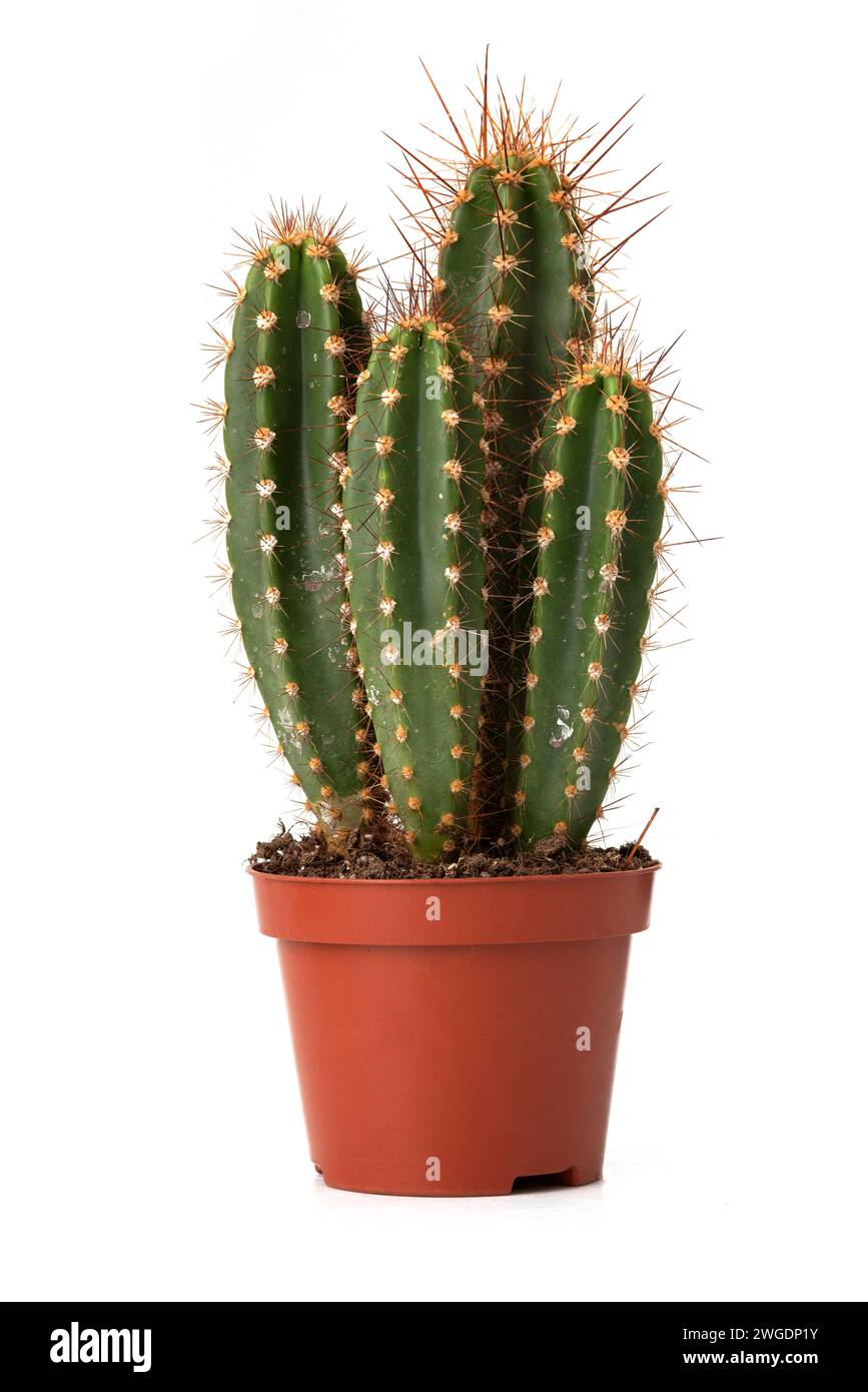 small green cactus in pot isolated on white. Tropical plant Stock Photo ...