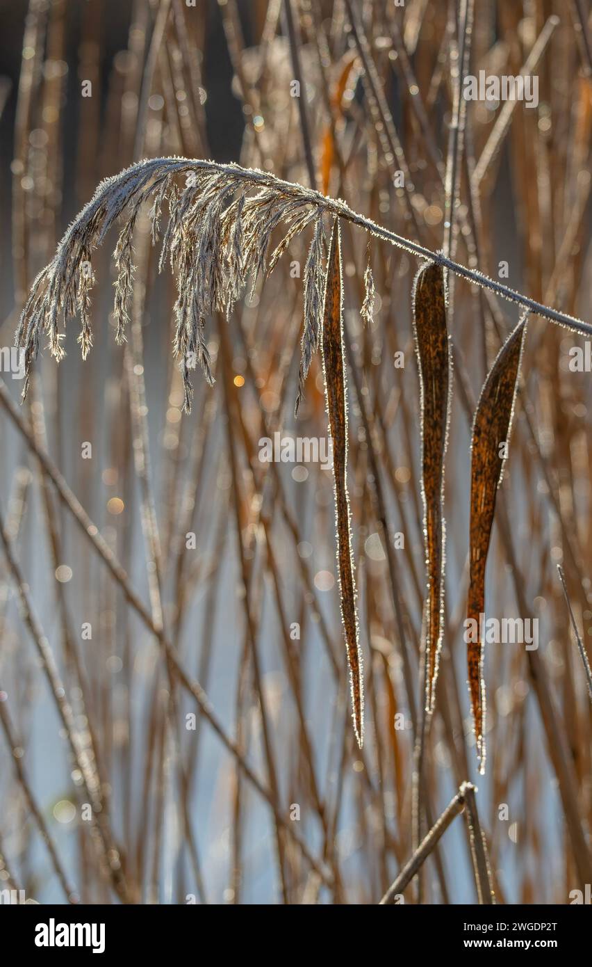Common reed phragmites communis hi-res stock photography and images - Alamy