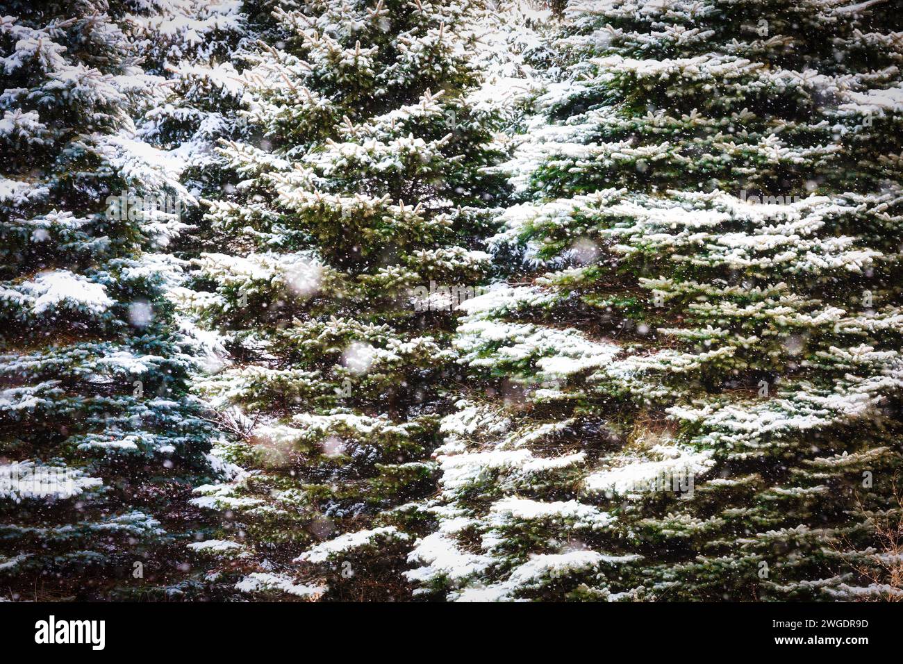 Evergreen trees, during a blizzard on county highways C and LS in ...