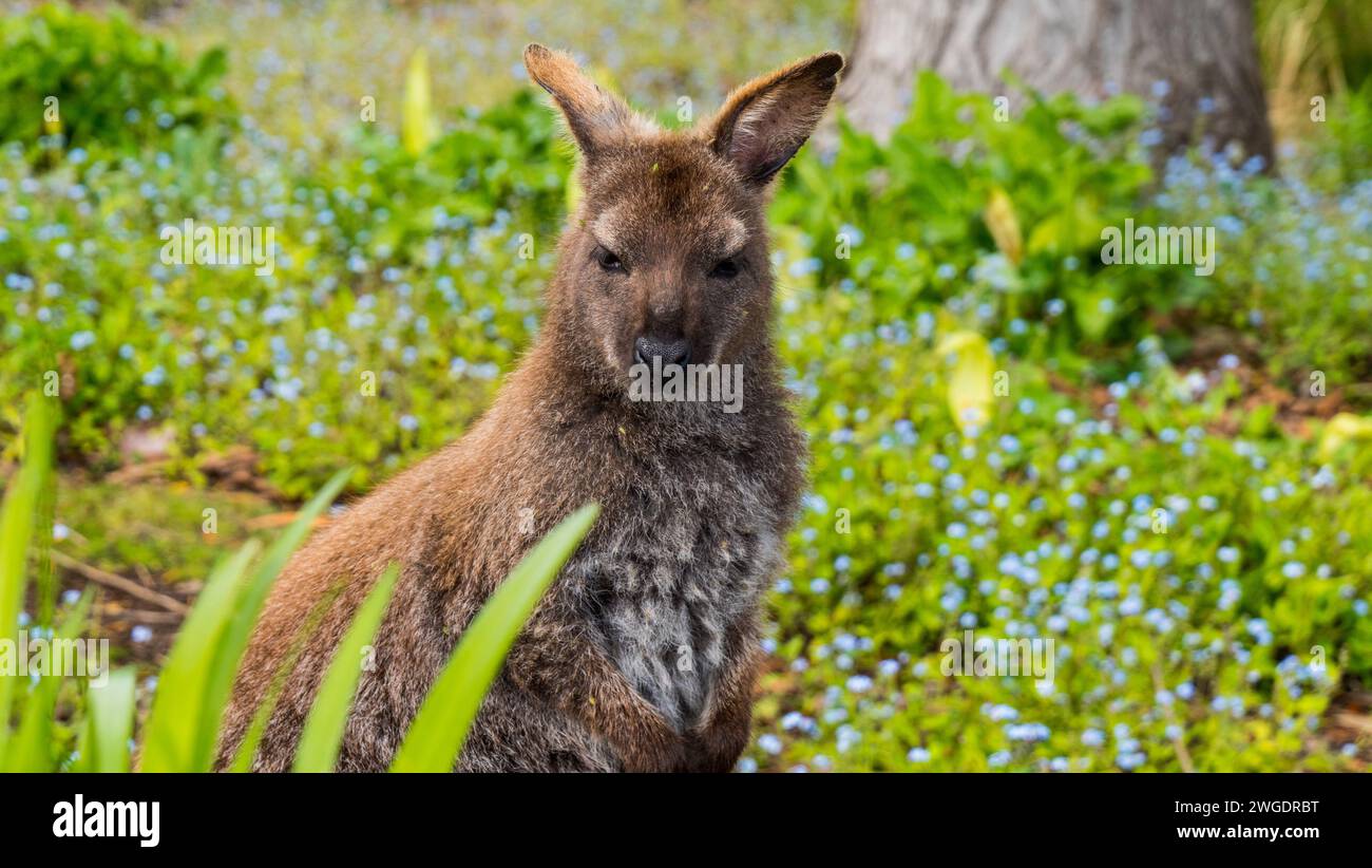 Wallaby in natural habitat, Bruny Island Stock Photo - Alamy