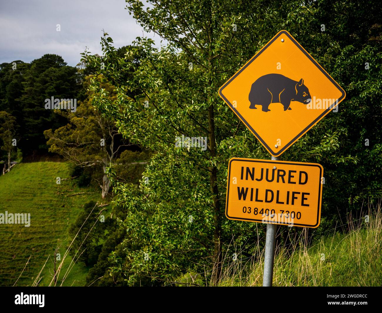 Injured wildlife hi-res stock photography and images - Alamy