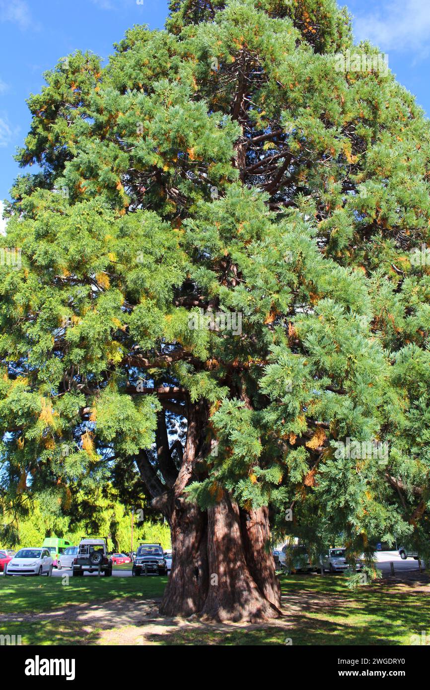 Giant Cedar