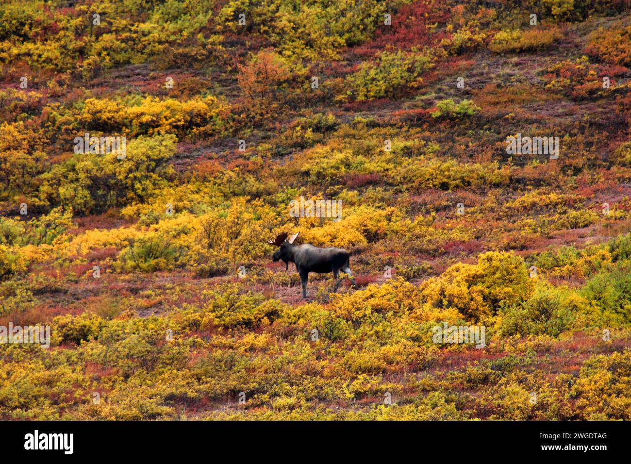 Alaska, Bull Moose in the Denali National Park in autumn Stock Photo ...