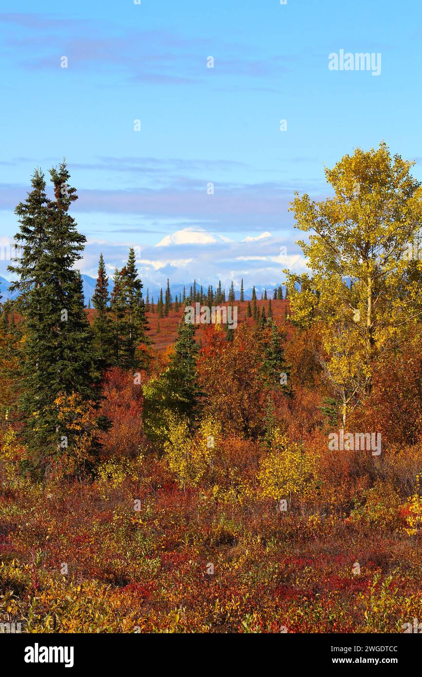 Alaska Denali National Park in the background of Mount Denali, formerly ...