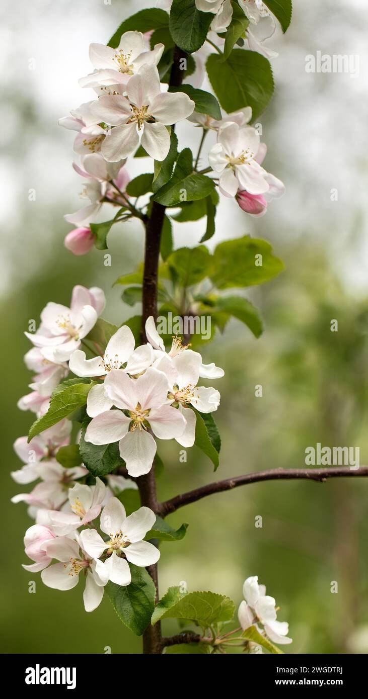Apple branch hi-res stock photography and images - Alamy