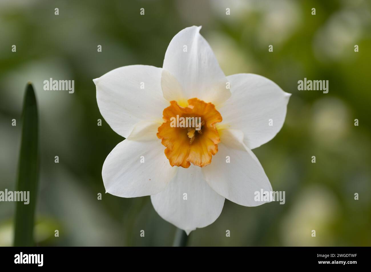 Sunny yellow daffodils hi-res stock photography and images - Alamy