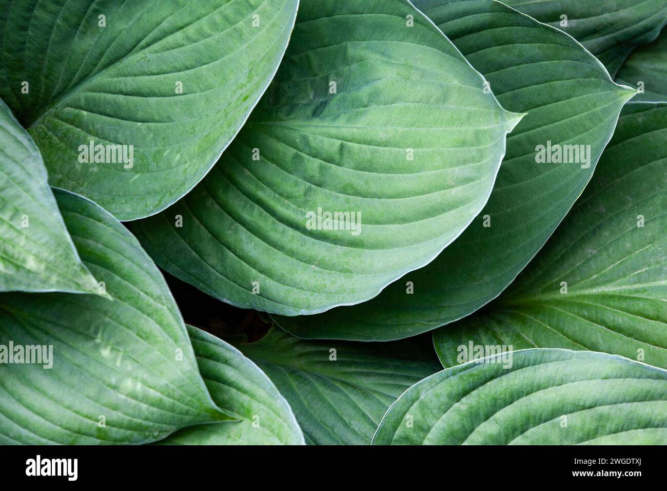 Lush background of large green leaves with clear texture in close up ...