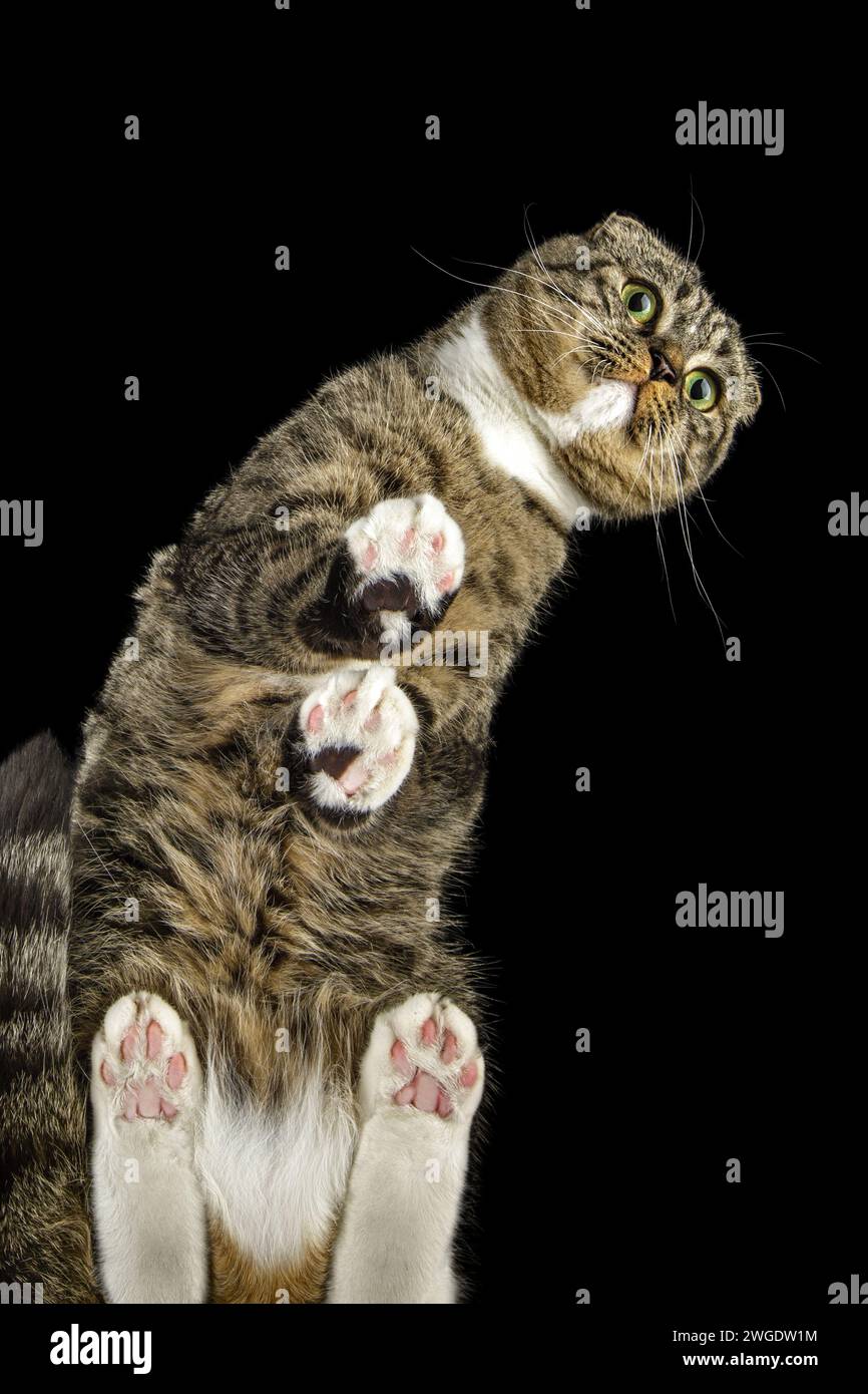 Long, curved cat posing and looking at us. Photo on a black background ...