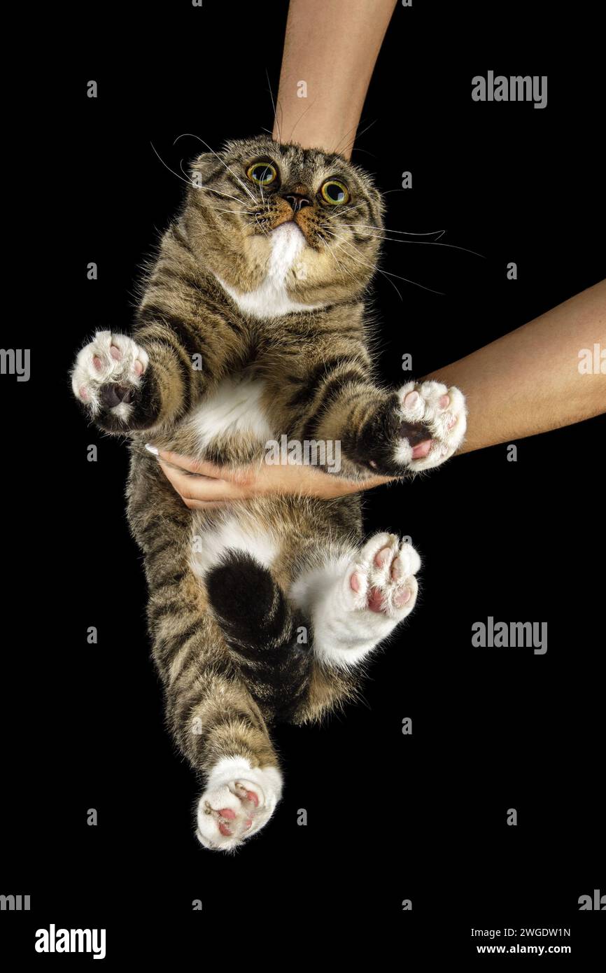 A disgruntled cat is raised in the arms of its owner, a photo from ...