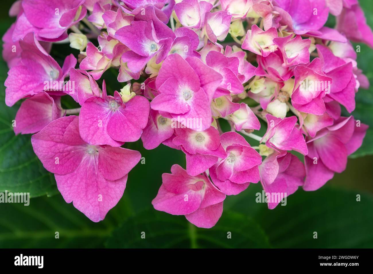 Pink hydrangea macrophylla or hortensia shrub in full bloom, close up ...