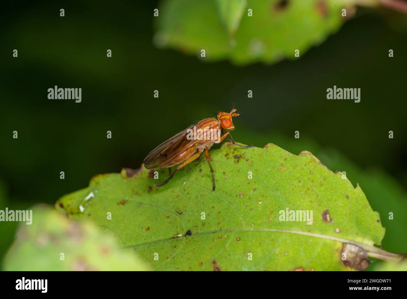 Genus Tetanocera Family Sciomyzidae Marsh fly wild nature insect ...