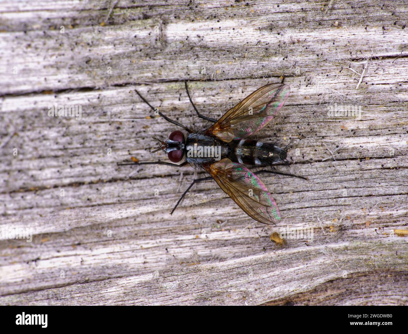 Mintho rufiventris Family Tachinidae Genus Mintho fly wild nature ...